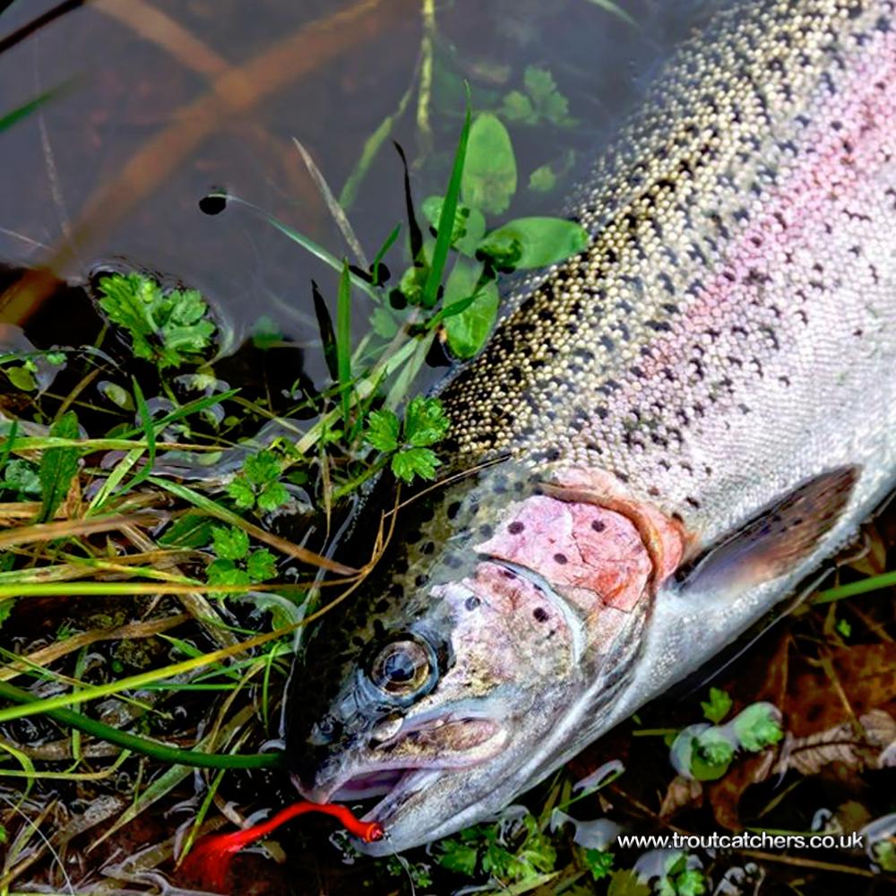 Bloodworm - Fly Box Filler